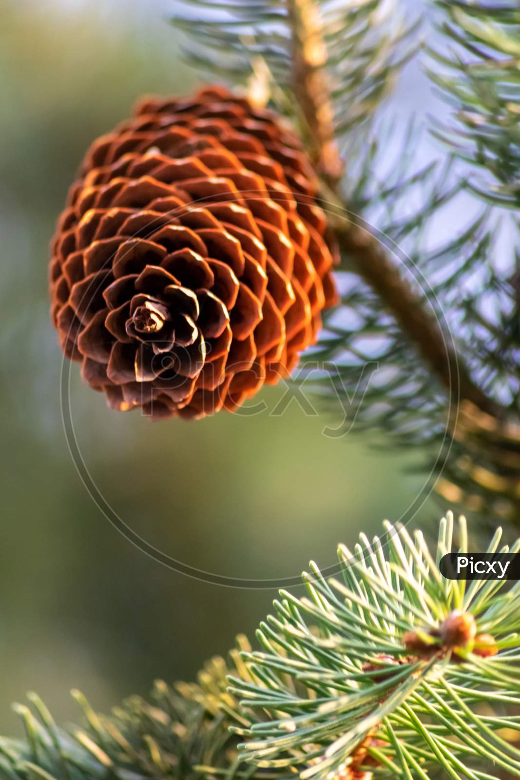 Image of Ripe pine cone on a branch is spreading its seeds with the ...