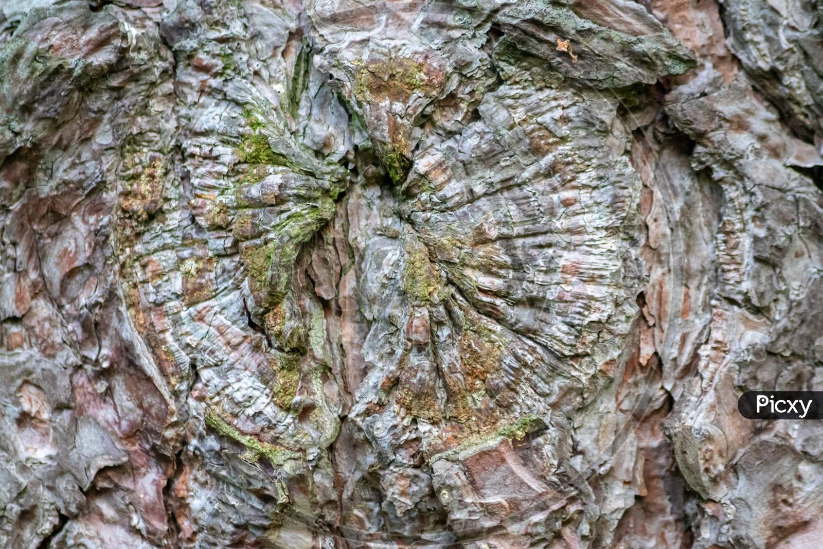 Image of Natural background and ecological background shows a beautiful ...