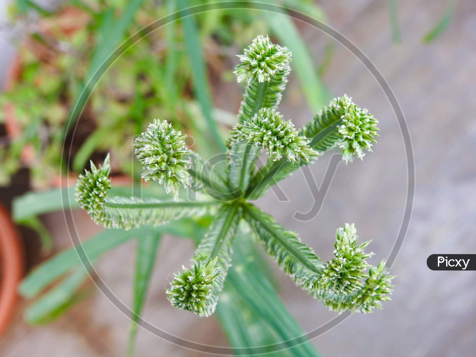 Young Millet Plant