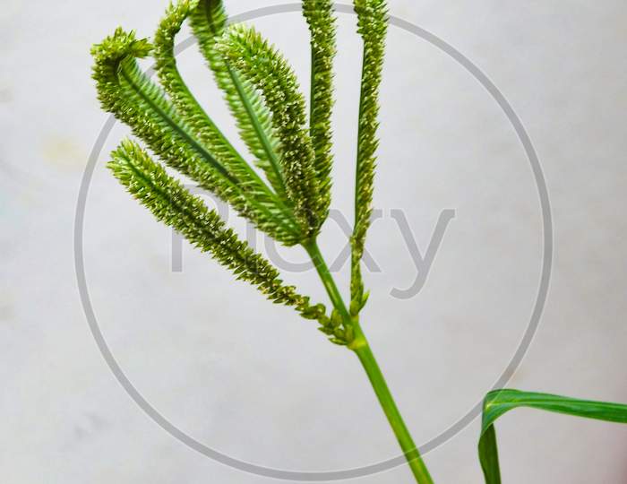 Image of Beautiful young ragi or finger millet grains growing in a ...