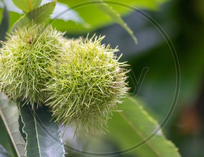 Image of Ripening sweet chestnuts hanging on the chestnut tree in ...