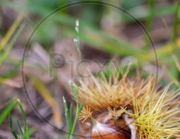 Image of Ripe sweet chestnuts laying on the ground in september as ...