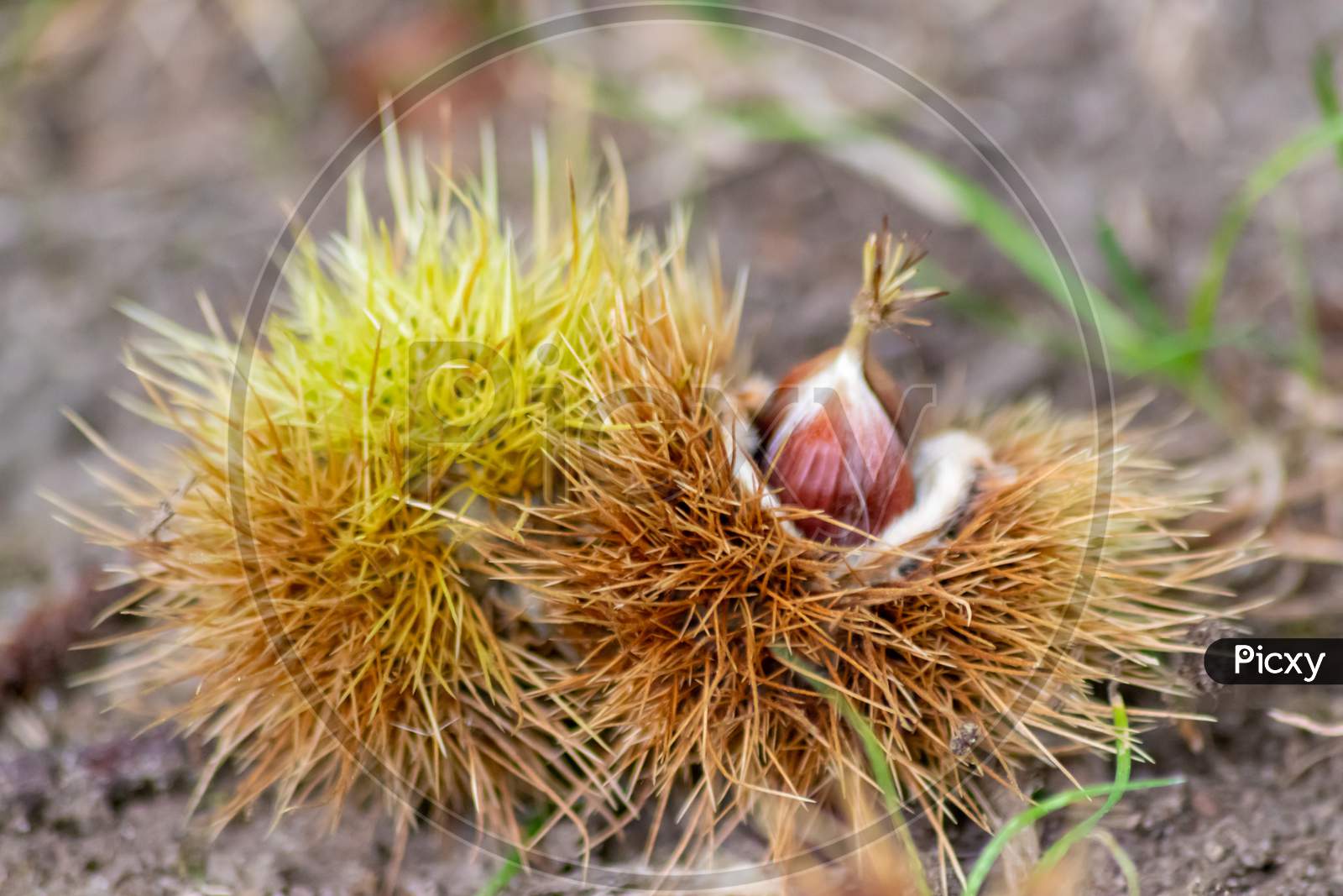 Image of Ripe sweet chestnuts laying on the ground in september as ...