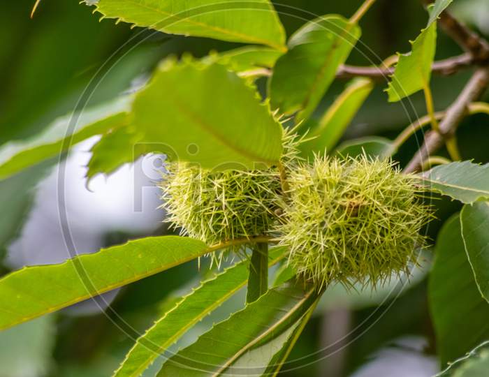 Image of Ripening sweet chestnuts hanging on the chestnut tree in ...