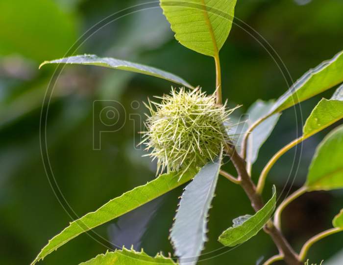 Image of Ripening sweet chestnuts hanging on the chestnut tree in ...