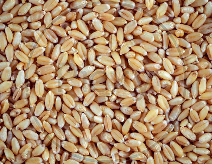 Image of Close up shot of Wheat seeds-VY168998-Picxy