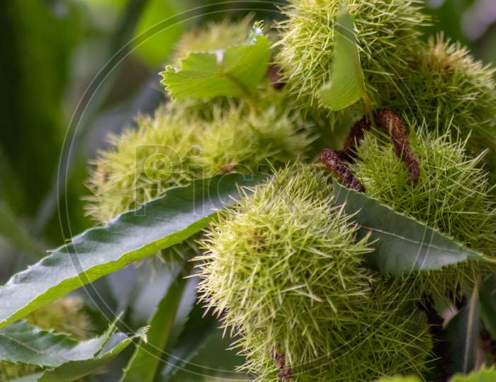 Image of Ripening sweet chestnuts hanging on the chestnut tree in ...