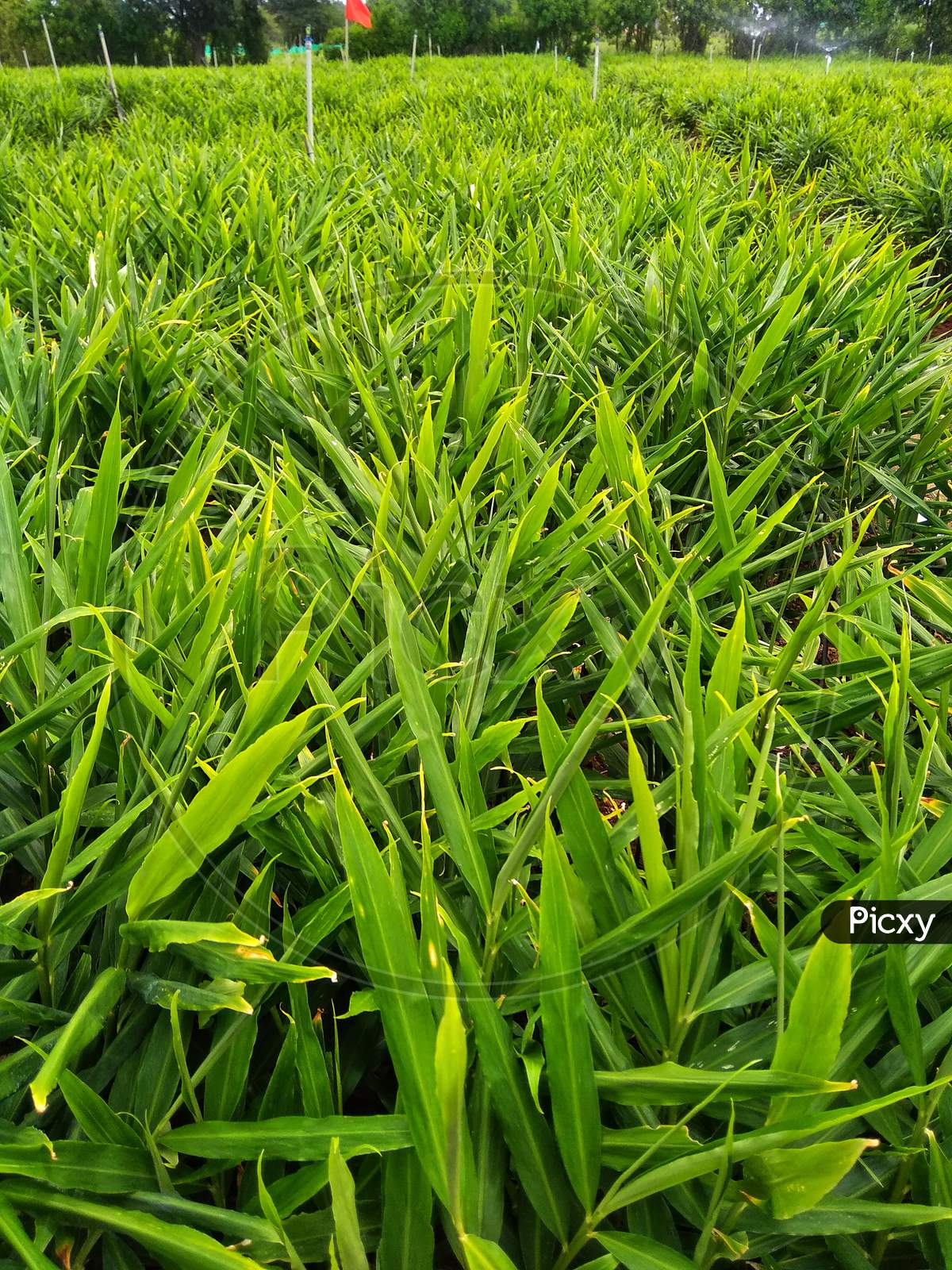 Image of Ginger farm, ginger cultivation, ginger field-YS979590-Picxy