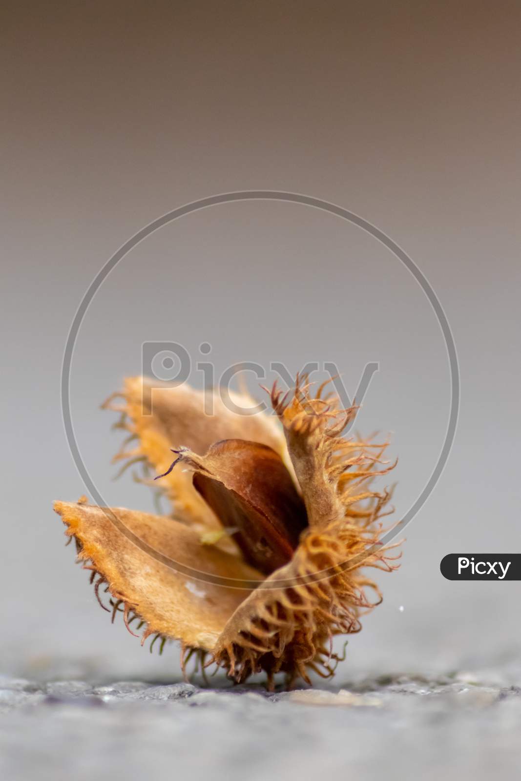 Image of Beech nut macro in fall and autumn as seasonal forest fruit ...