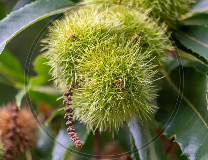 Image of Ripening sweet chestnuts hanging on the chestnut tree in ...