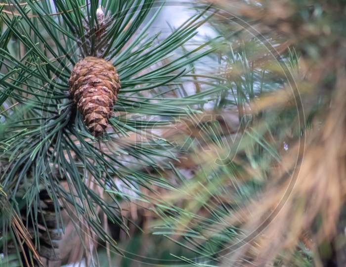 Image of Ripe pine cone on a branch is spreading its seeds with the ...