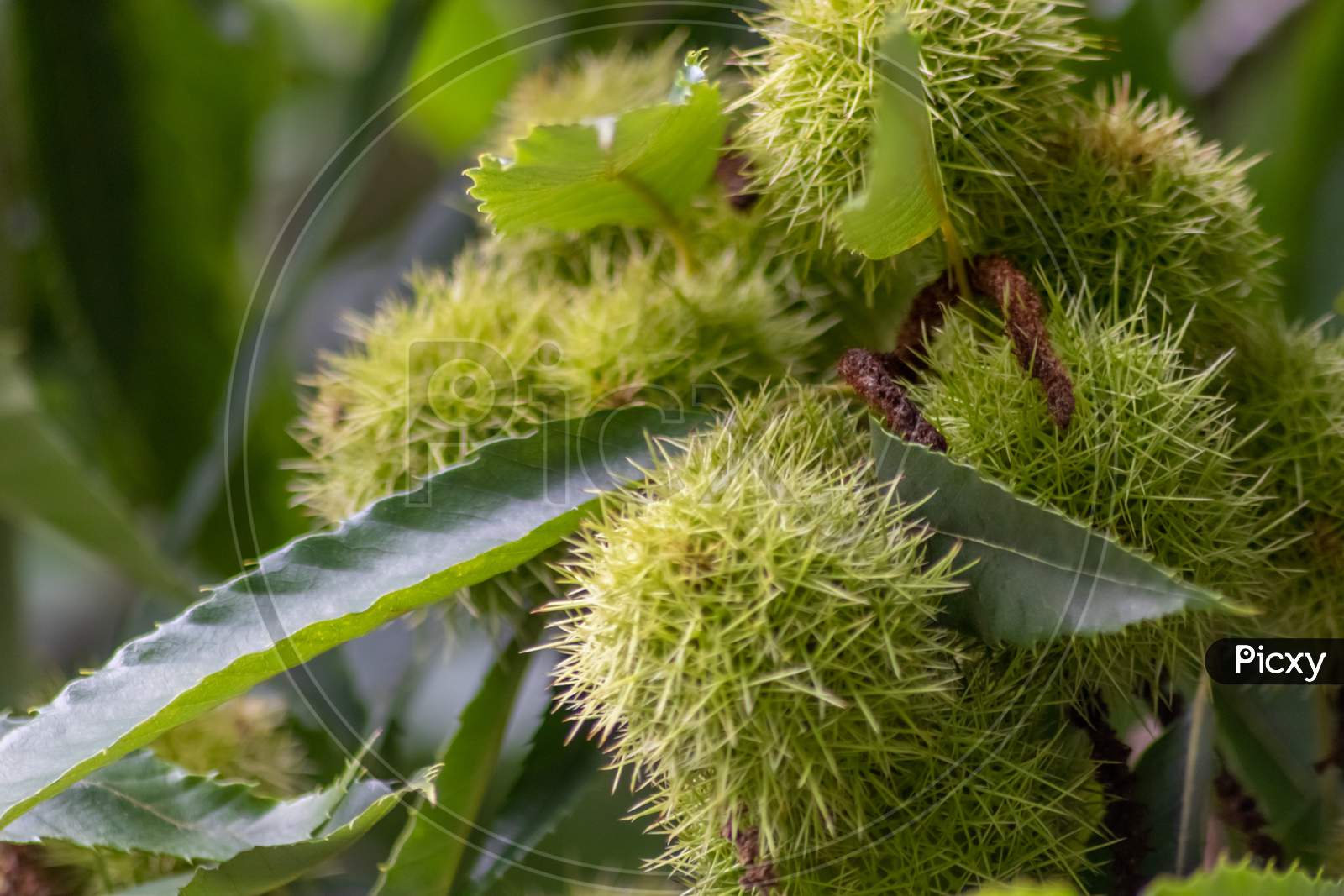 Image of Ripening sweet chestnuts hanging on the chestnut tree in ...