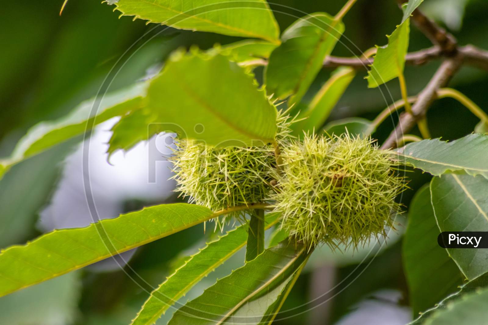Image of Ripening sweet chestnuts hanging on the chestnut tree in ...