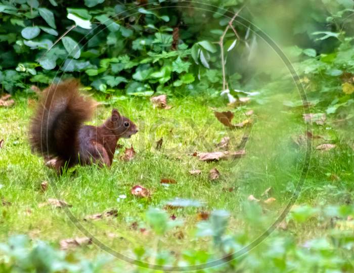 Image of Red eurasian squirrel hopping on the ground in the sunshine ...