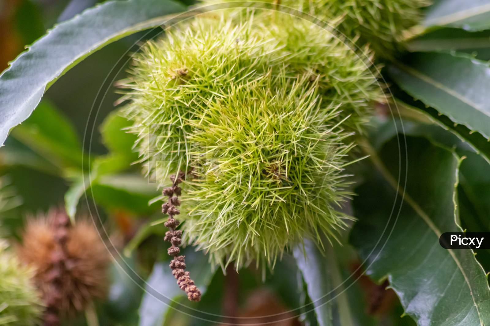 Image of Ripening sweet chestnuts hanging on the chestnut tree in ...