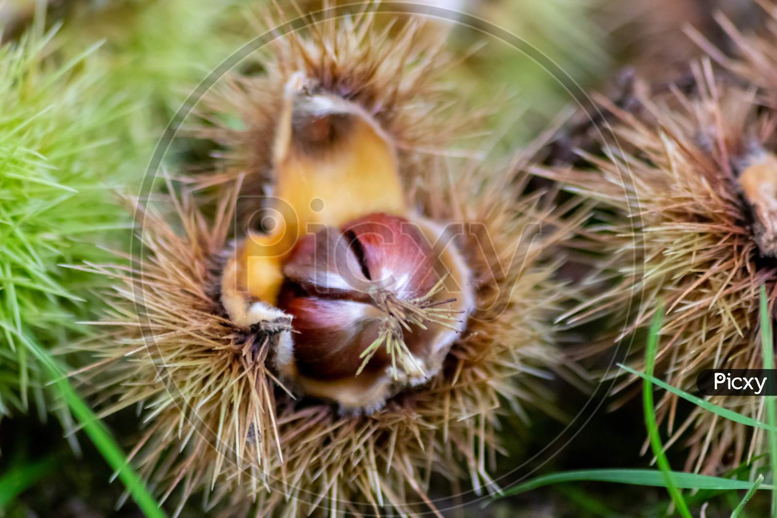 Image of Ripe sweet chestnuts laying on the ground in september as ...