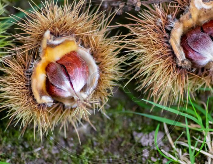 Image of Ripe sweet chestnuts laying on the ground in september as ...