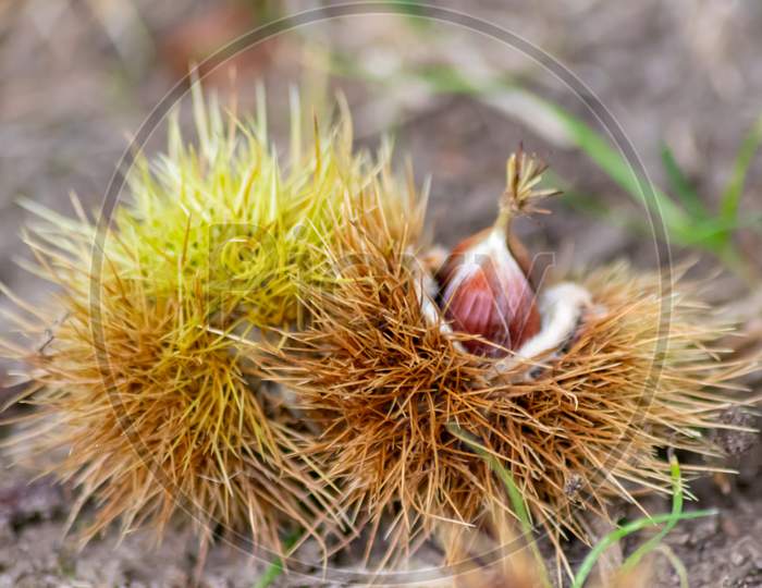 Image of Ripe sweet chestnuts laying on the ground in september as ...