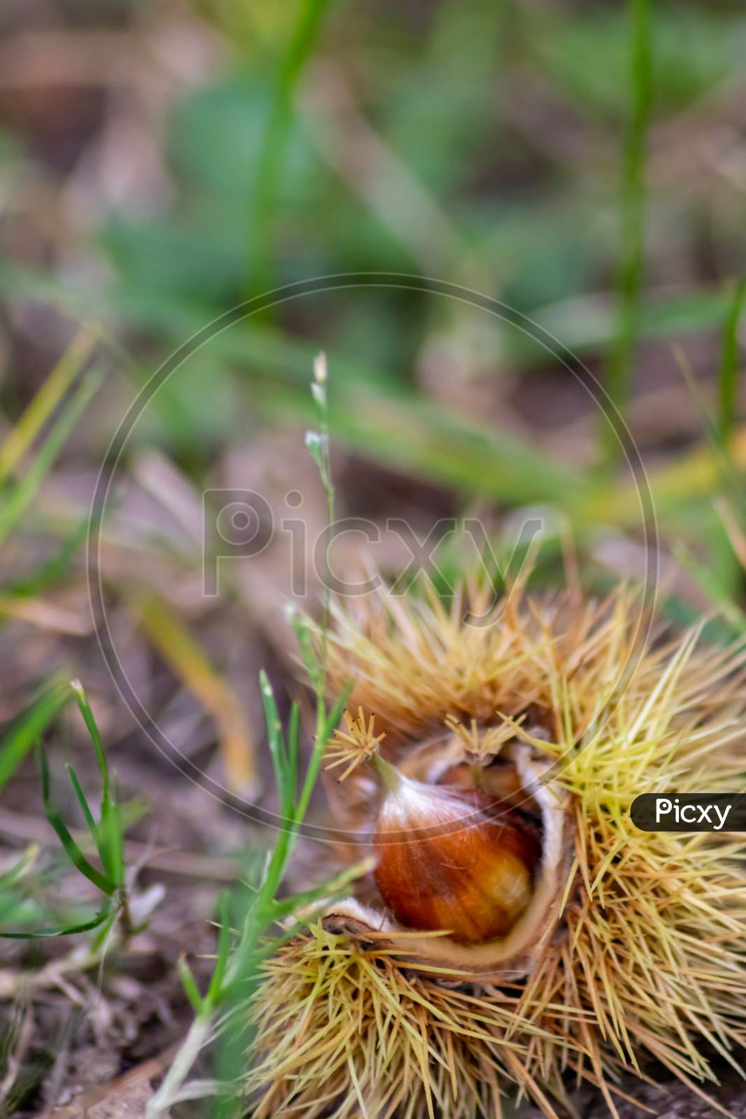 Image of Ripe sweet chestnuts laying on the ground in september as ...