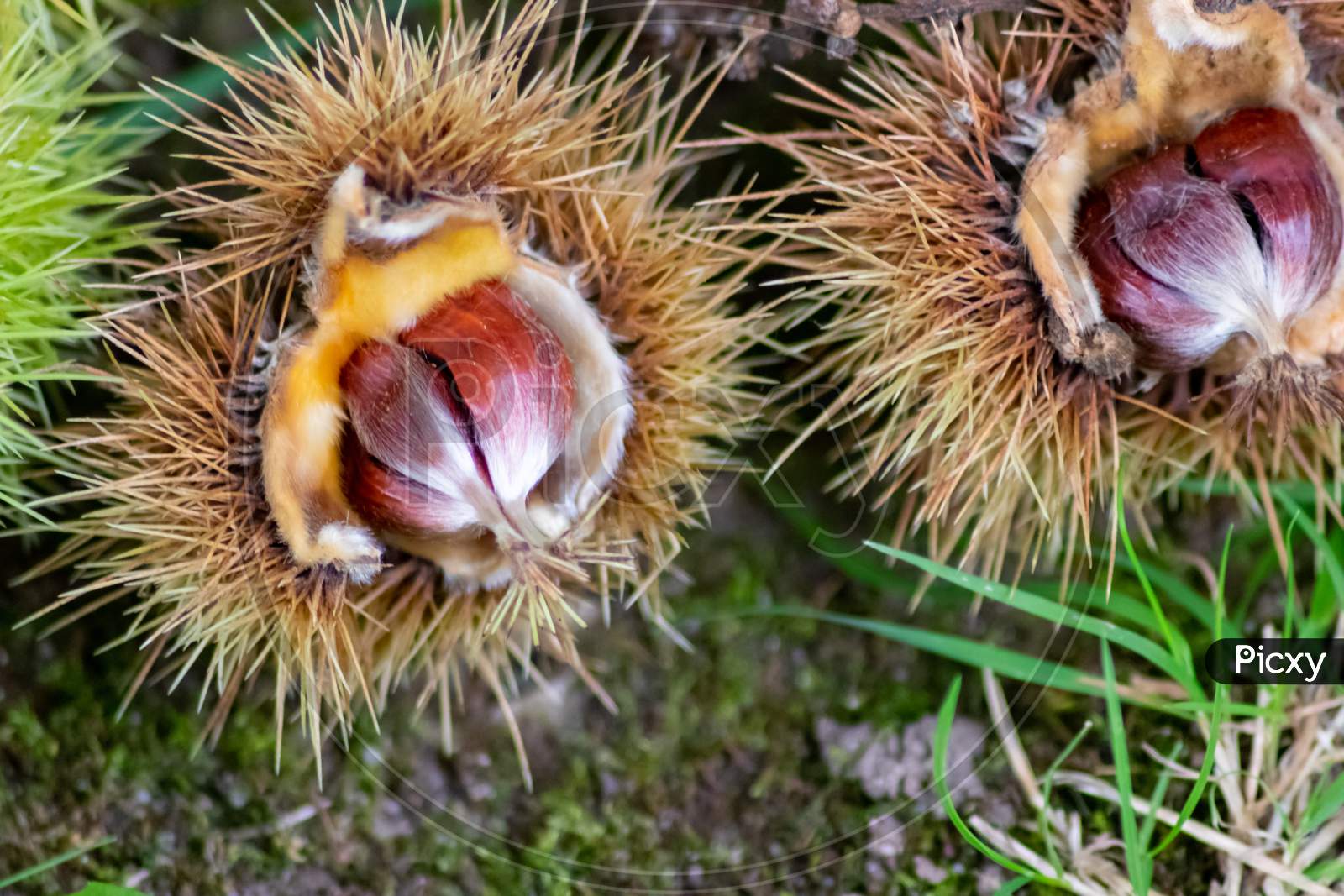 Image of Ripe sweet chestnuts laying on the ground in september as ...