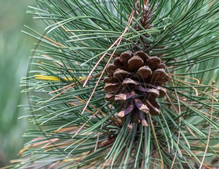 Image of Ripe pine cone on a branch is spreading its seeds with the ...