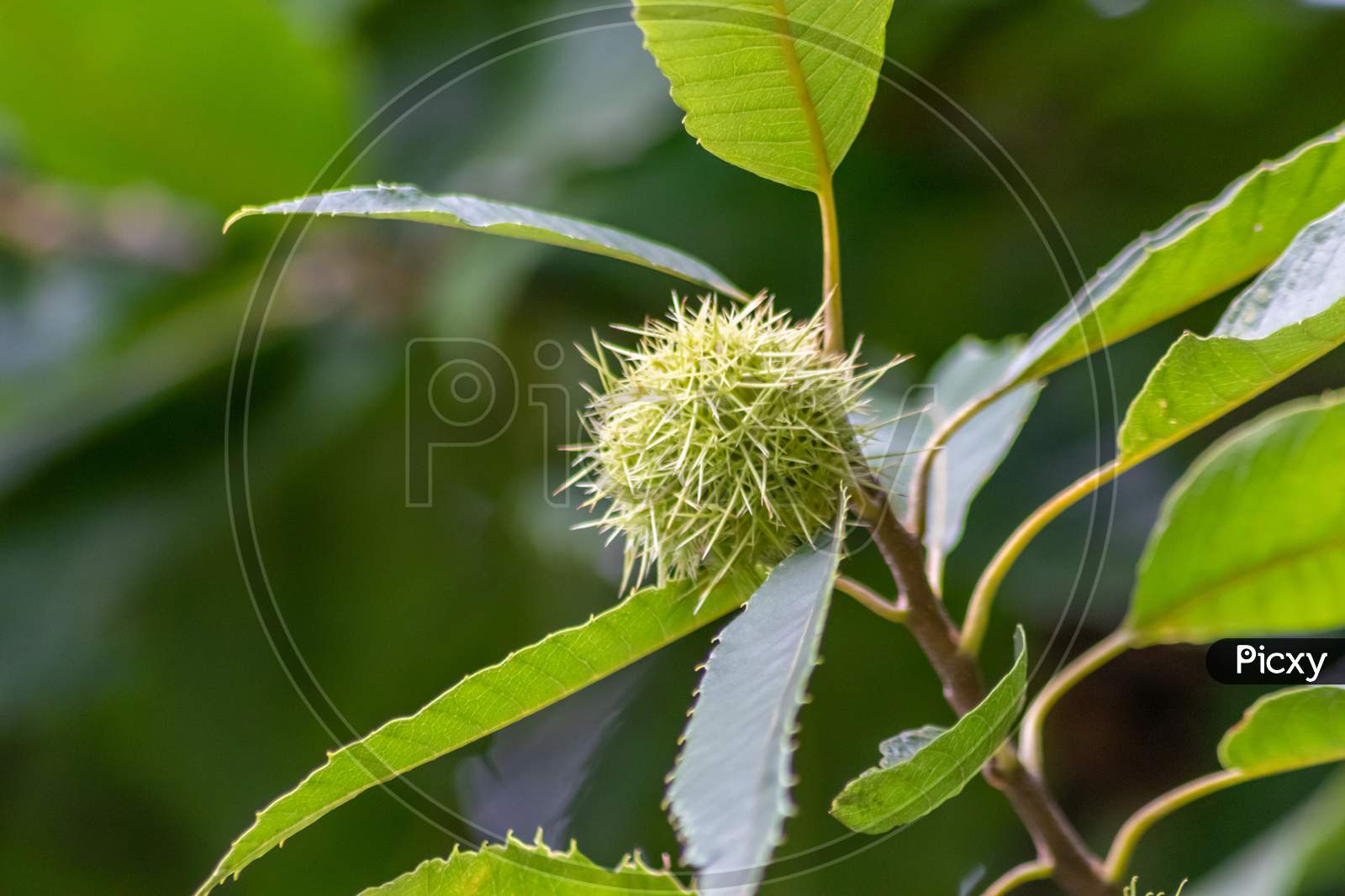 Image of Ripening sweet chestnuts hanging on the chestnut tree in ...