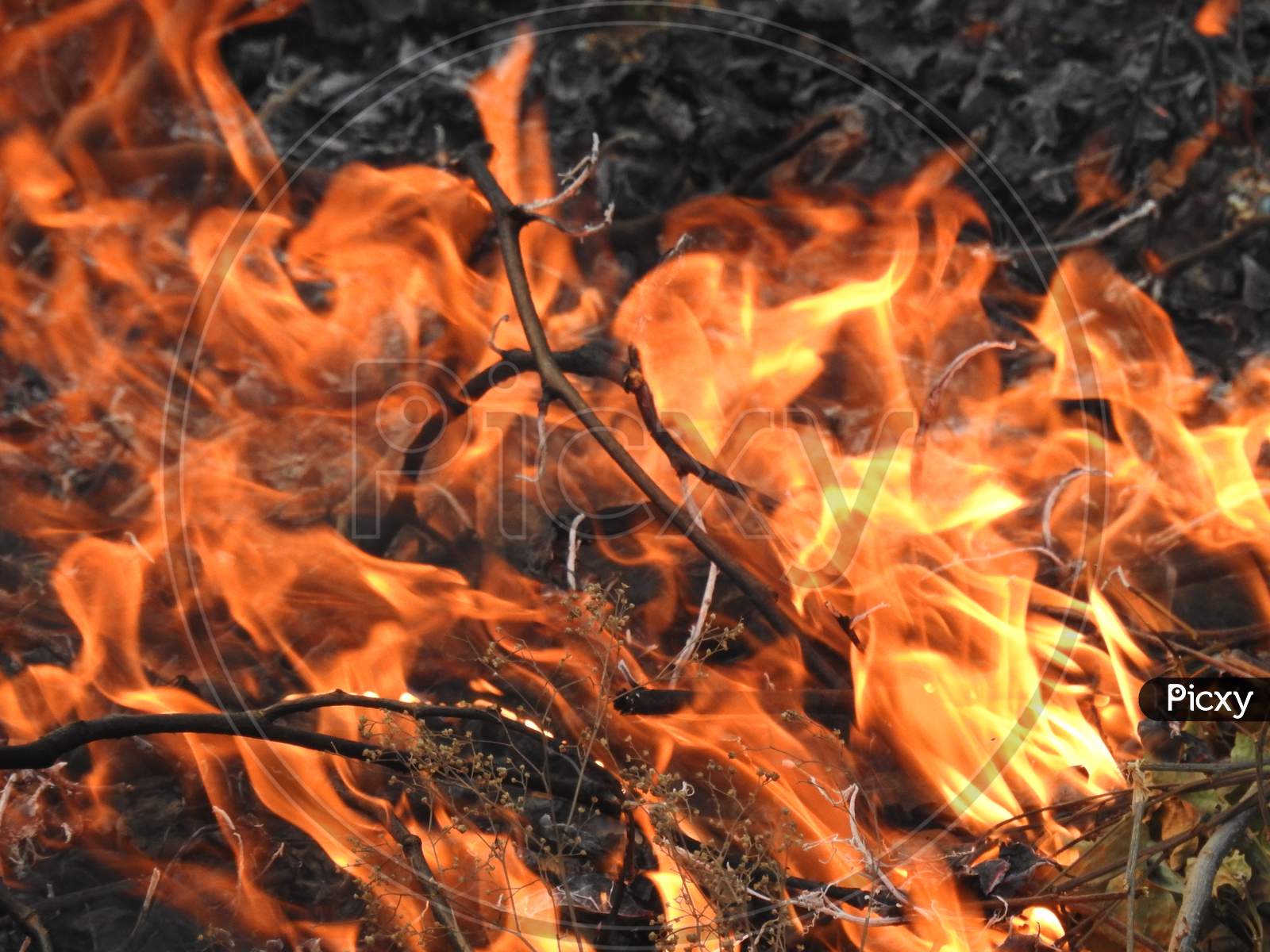 Image of Beautiful Vivid Smoldered Firewoods Burned In Fire ...