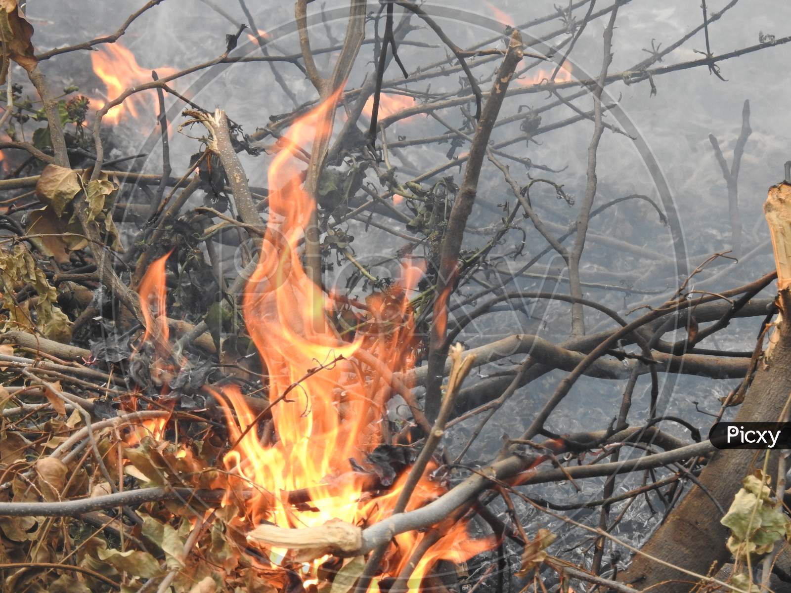Image of Beautiful Vivid Smoldered Firewoods Burned In Fire ...