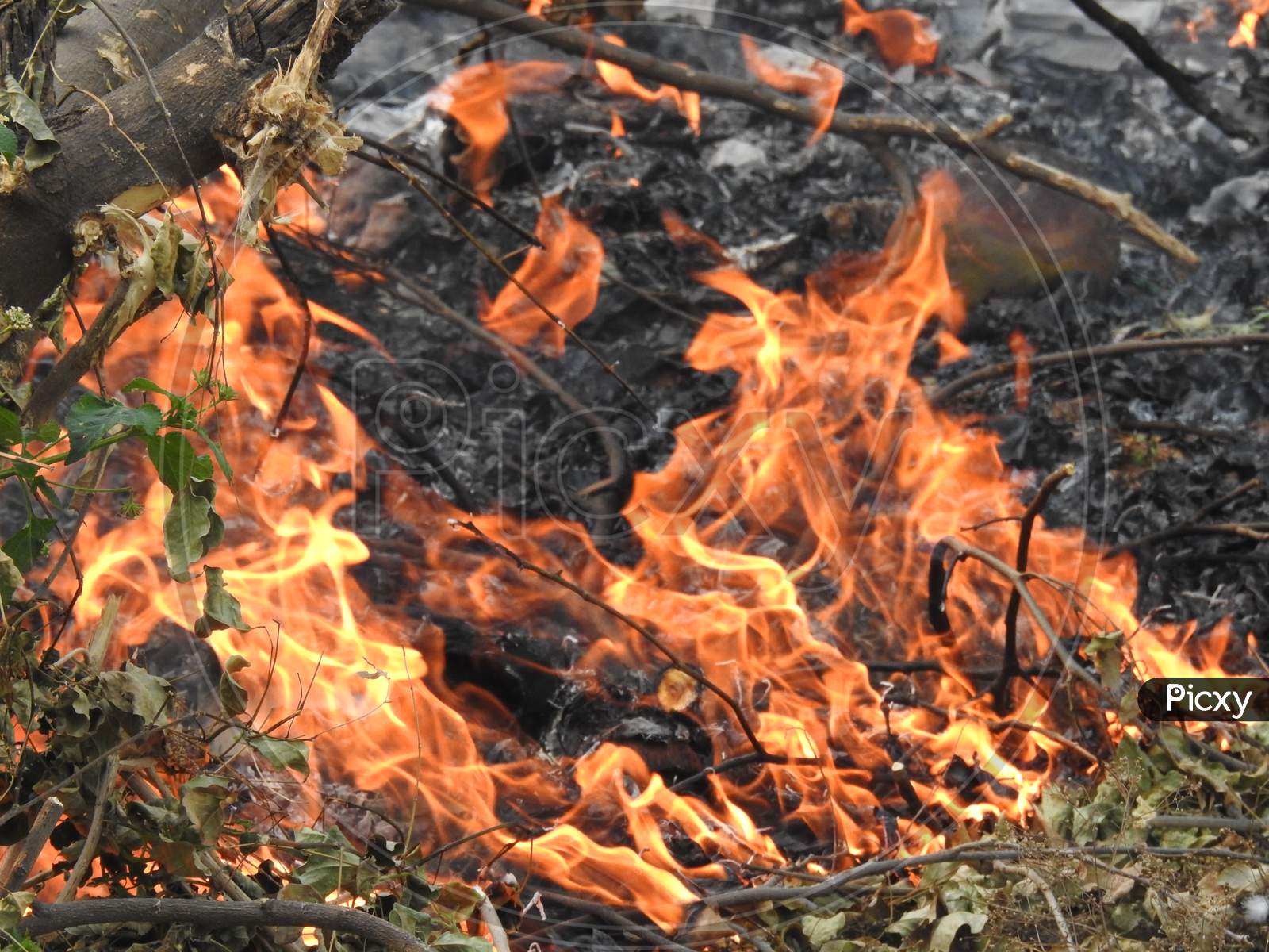 Image of Beautiful Vivid Smoldered Firewoods Burned In Fire ...