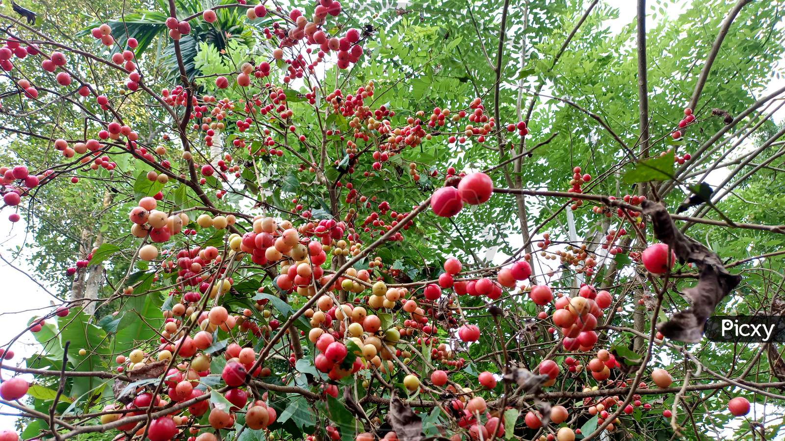 Image of Lubica fruit-XD524792-Picxy