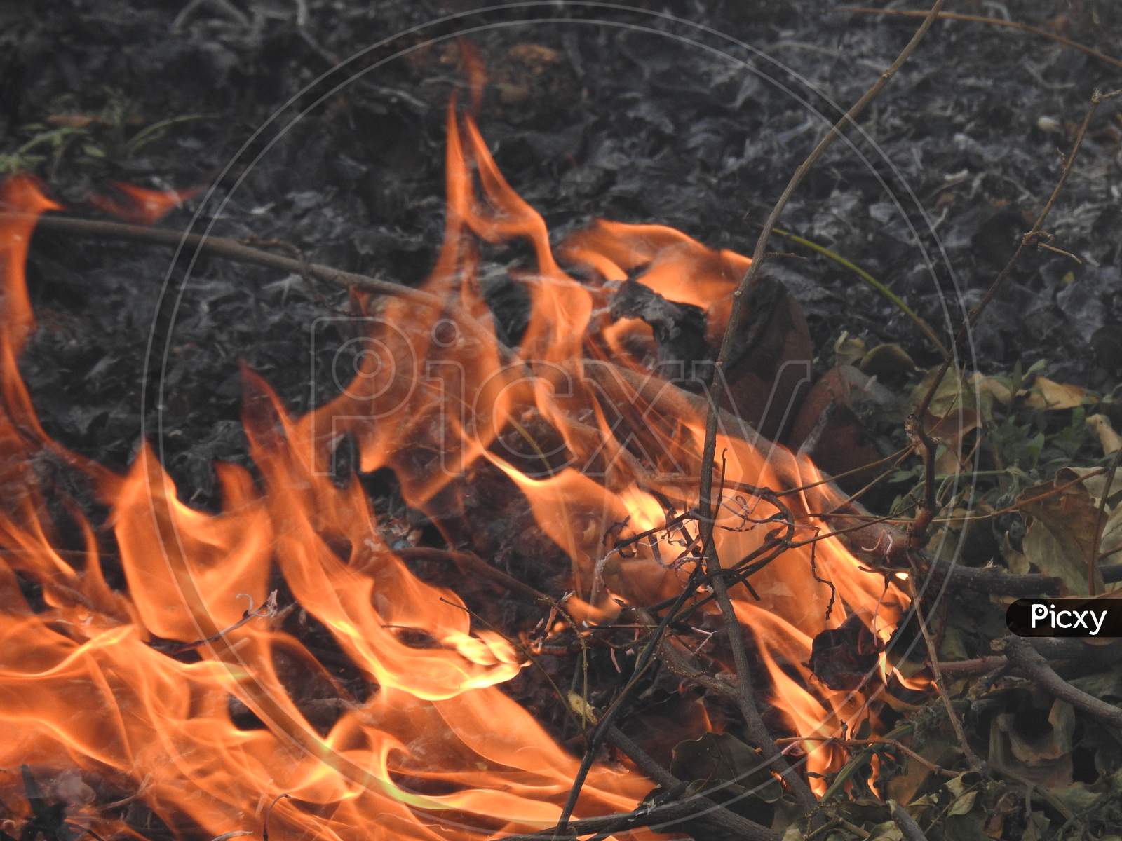 Image of Beautiful Vivid Smoldered Firewoods Burned In Fire ...