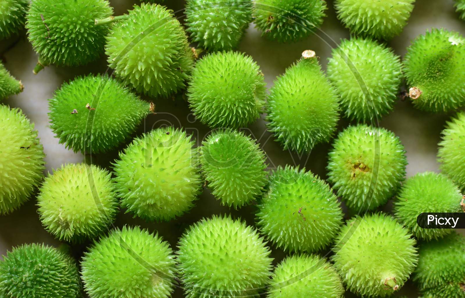 Image of Spine Gourd, Momordica Dioica, Kantola, Kantoli, Bhat Karela ...