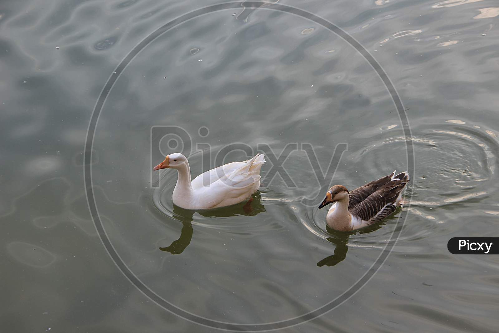 Image of Duck Duo Floating On Water-SL454349-Picxy
