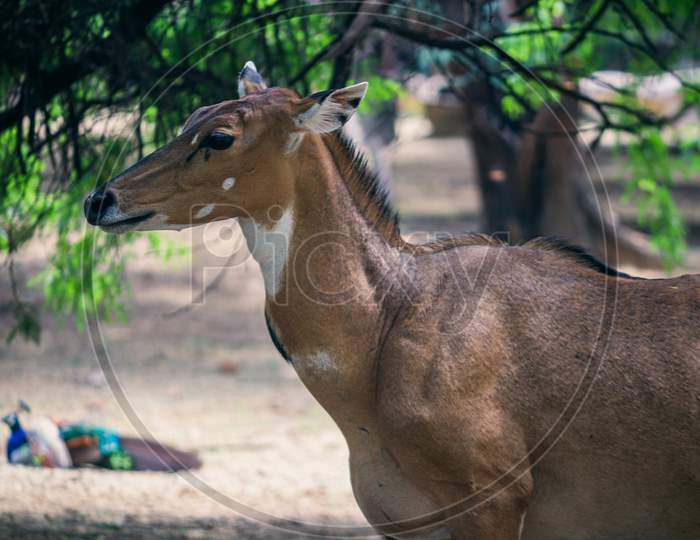 Image of Nilgai Animal-MV579258-Picxy