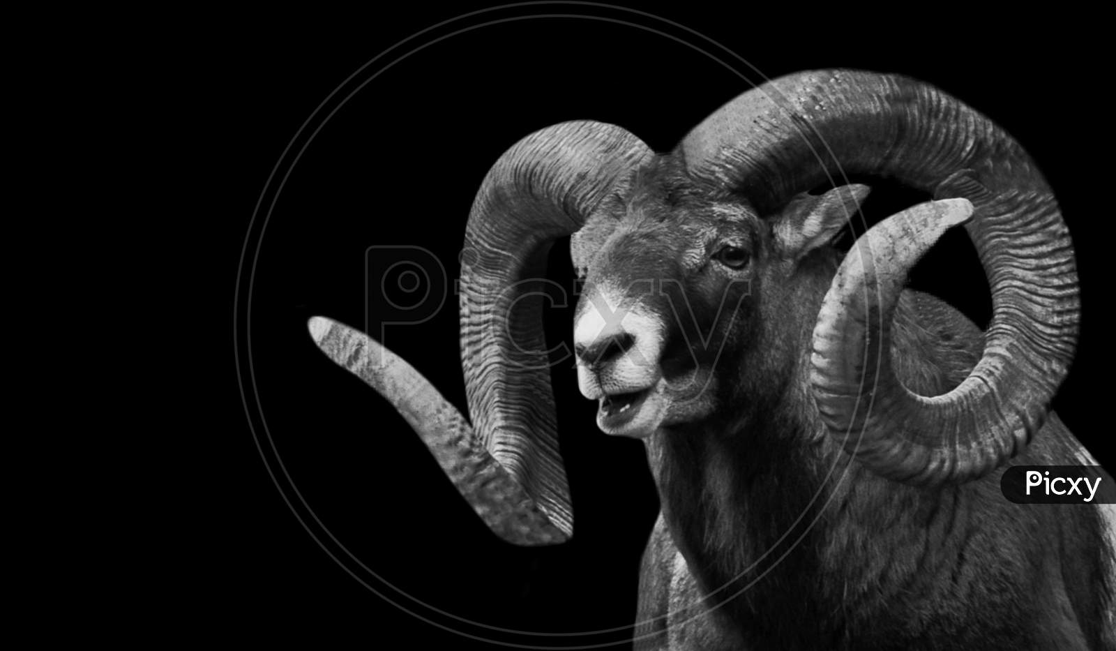 White Ram Animal