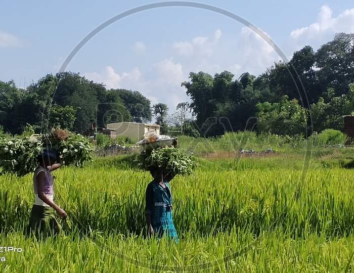 Image of Kachchi Sadak-PL257982-Picxy