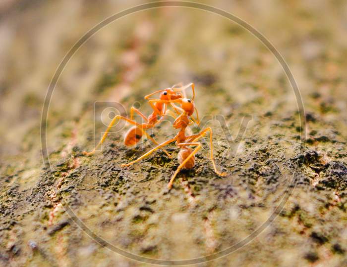 Image of Two Red Ants Are Kissing On A Tree - A Romantic Scene-BC486232 ...