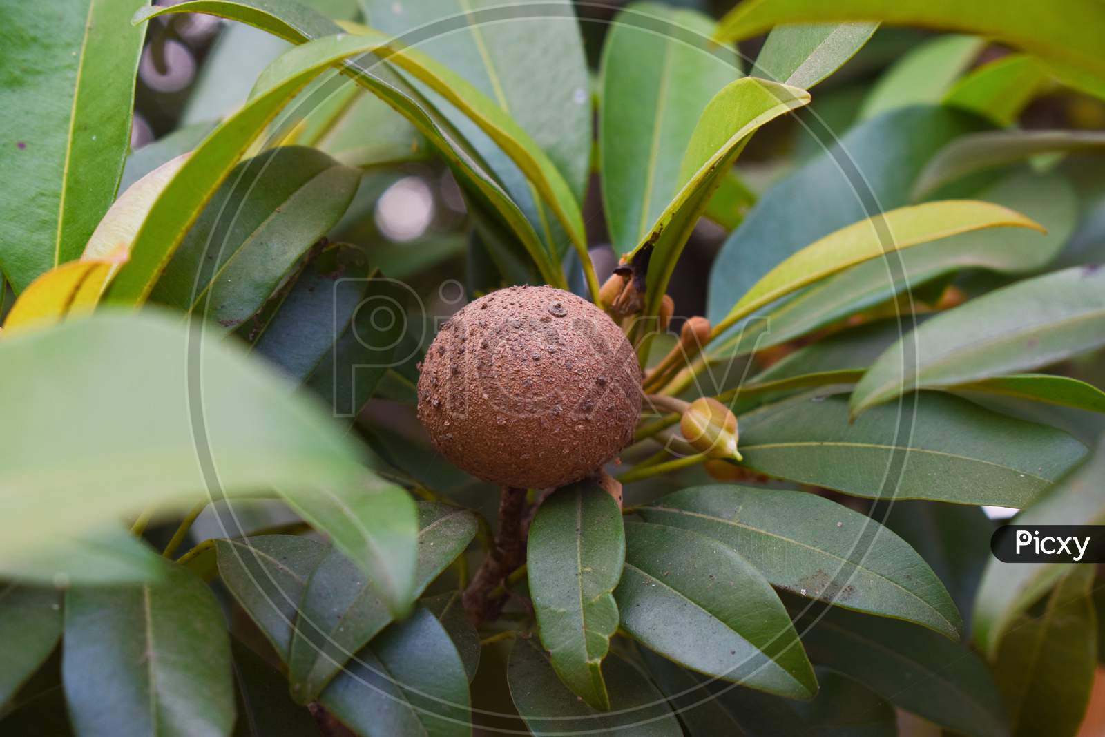 Image of Close Up Shot Of Chikoo Fruit Brown In Colour With Leaves ...