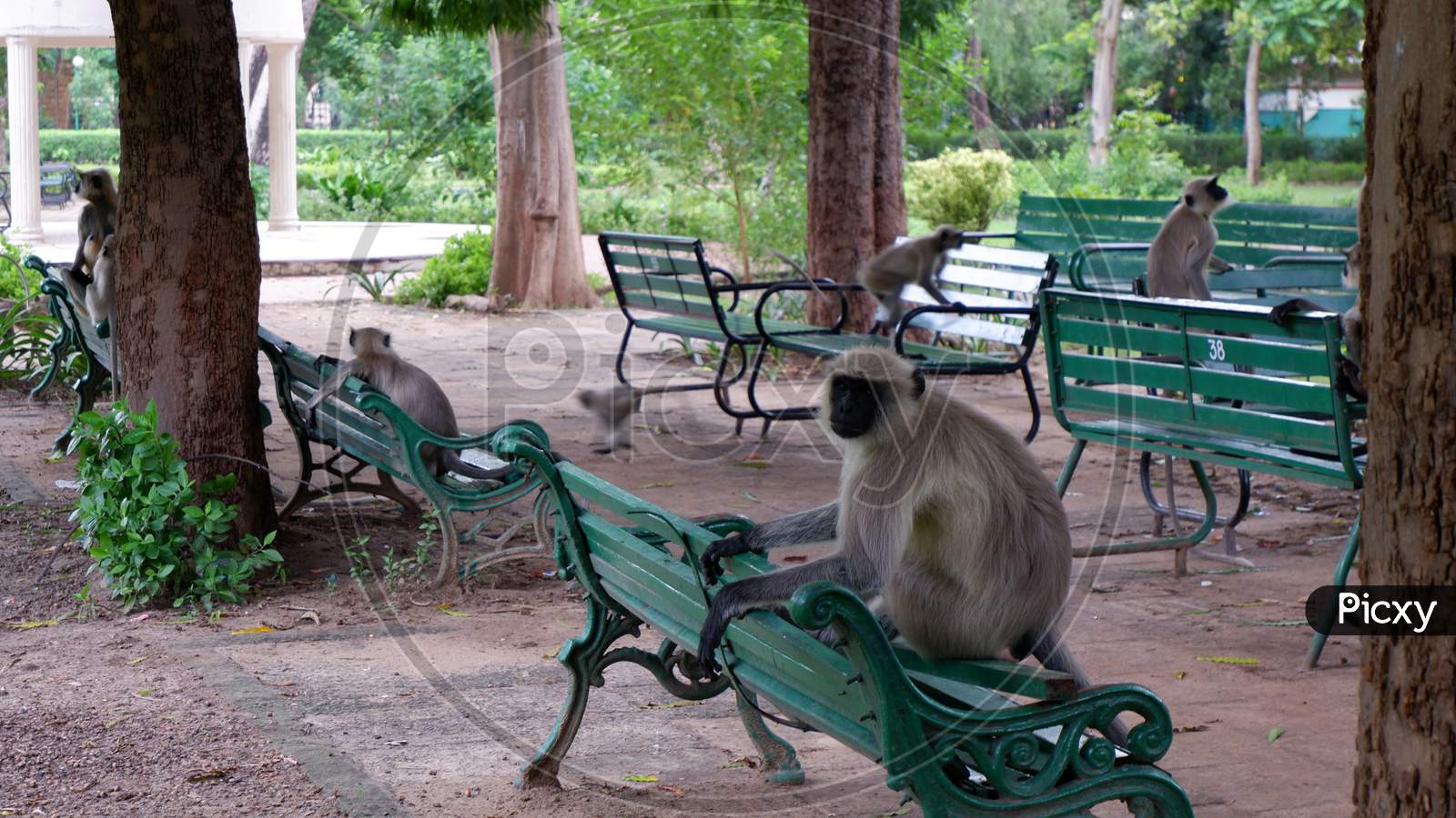 Image of Monkey sitting on green bench in the garden-AO998854-Picxy