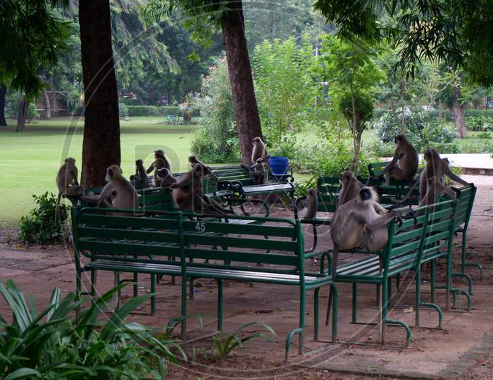 Image of Group of Monkeys sitting on green benches in the garden ...