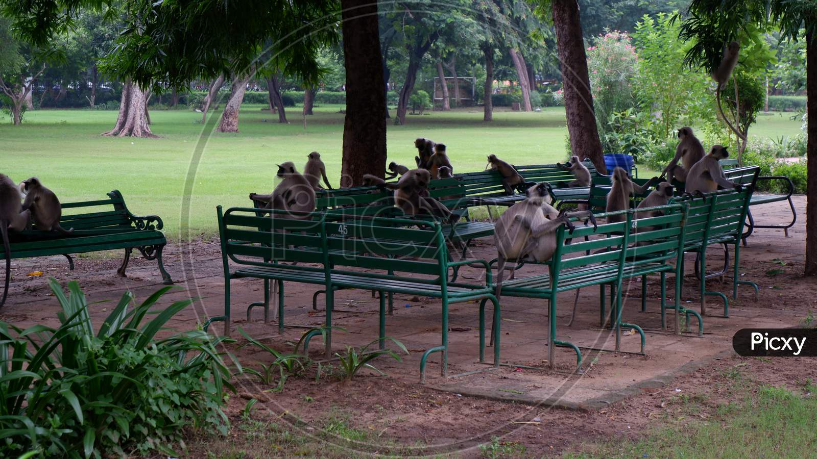 Image of group of monkeys sitting on green benches in city garden ...