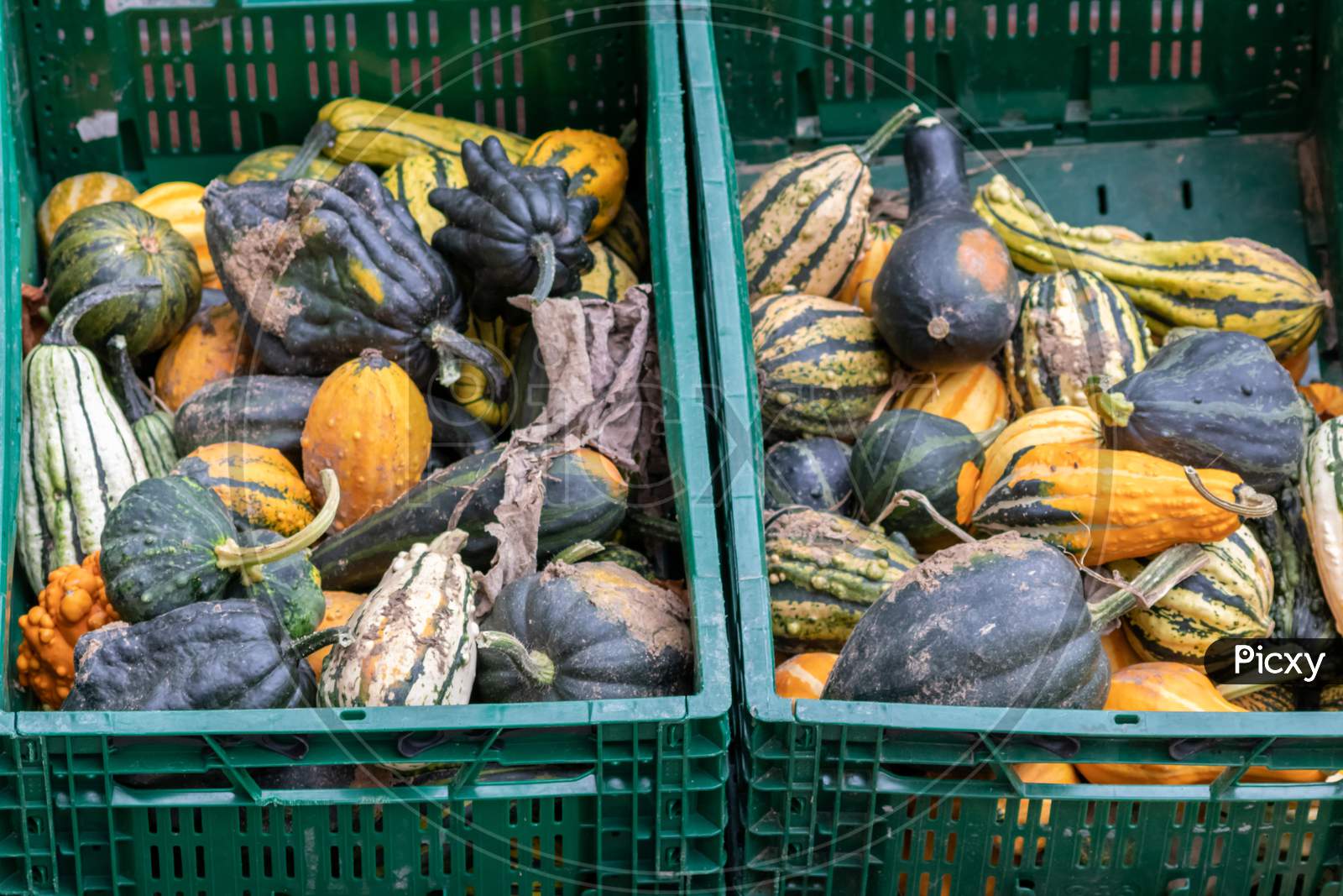 Image of Many ripe Halloween pumpkins as delicious vegetable in fall ...