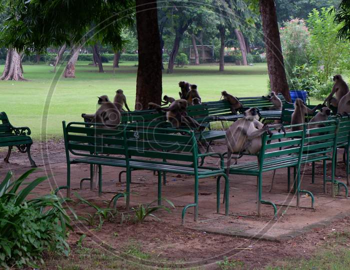 Image of Group of Monkeys sitting on green benches in the garden ...