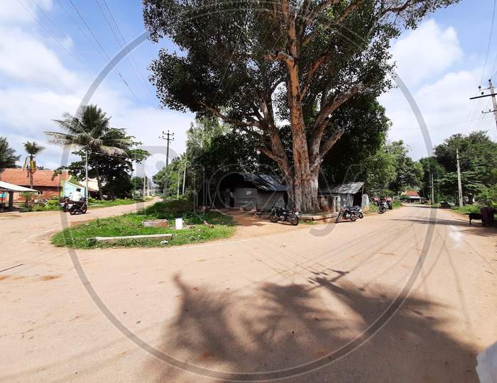 Image of Closeup Of Arali Katte Or Big Peepal Tree In The Center Of ...