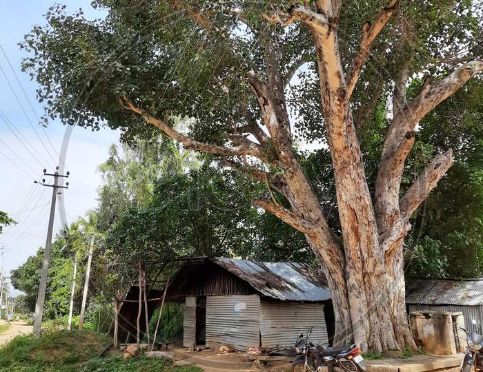 Image of Closeup Of Arali Katte Or Big Peepal Tree In The Center Of ...