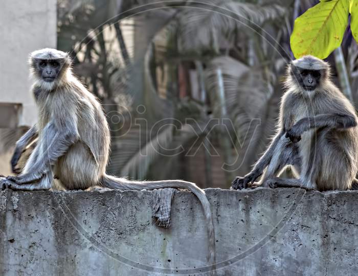 Image of group of monkeys sitting on green benches in city garden ...