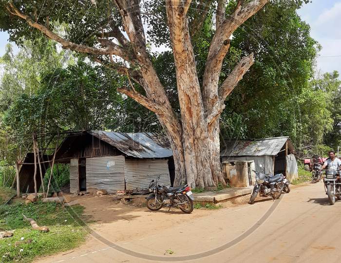 Image of Closeup Of Arali Katte Or Big Peepal Tree In The Center Of ...
