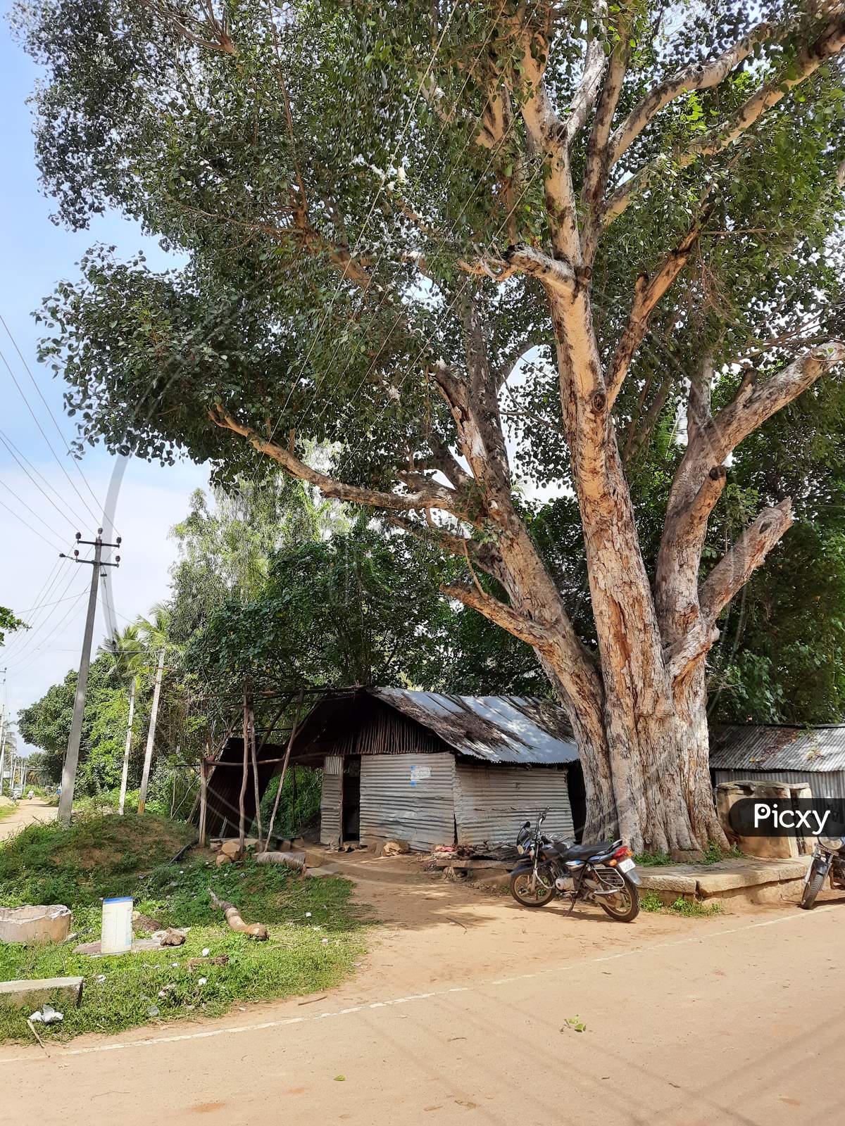 Image of Closeup Of Arali Katte Or Big Peepal Tree In The Center Of ...