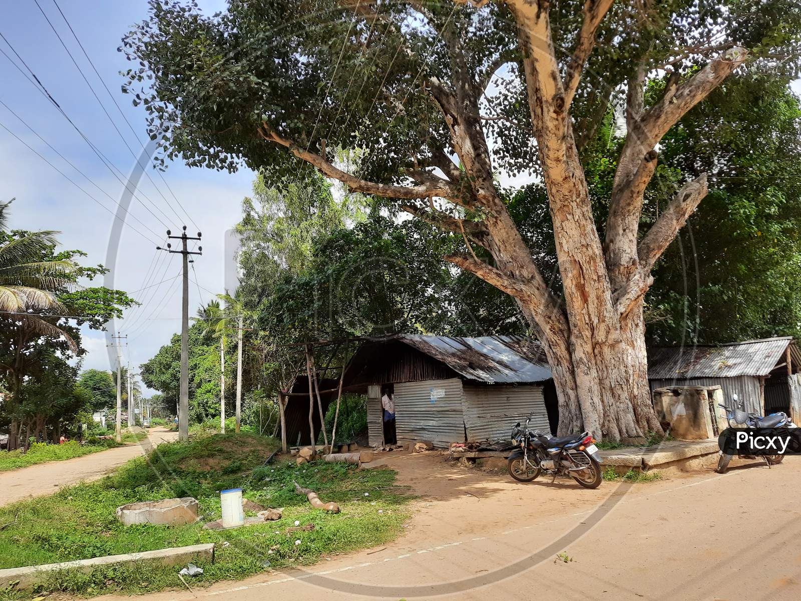 Image of Closeup Of Arali Katte Or Big Peepal Tree In The Center Of ...