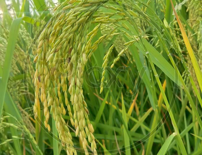 Image of Rice plan in agriculture field-KC509228-Picxy
